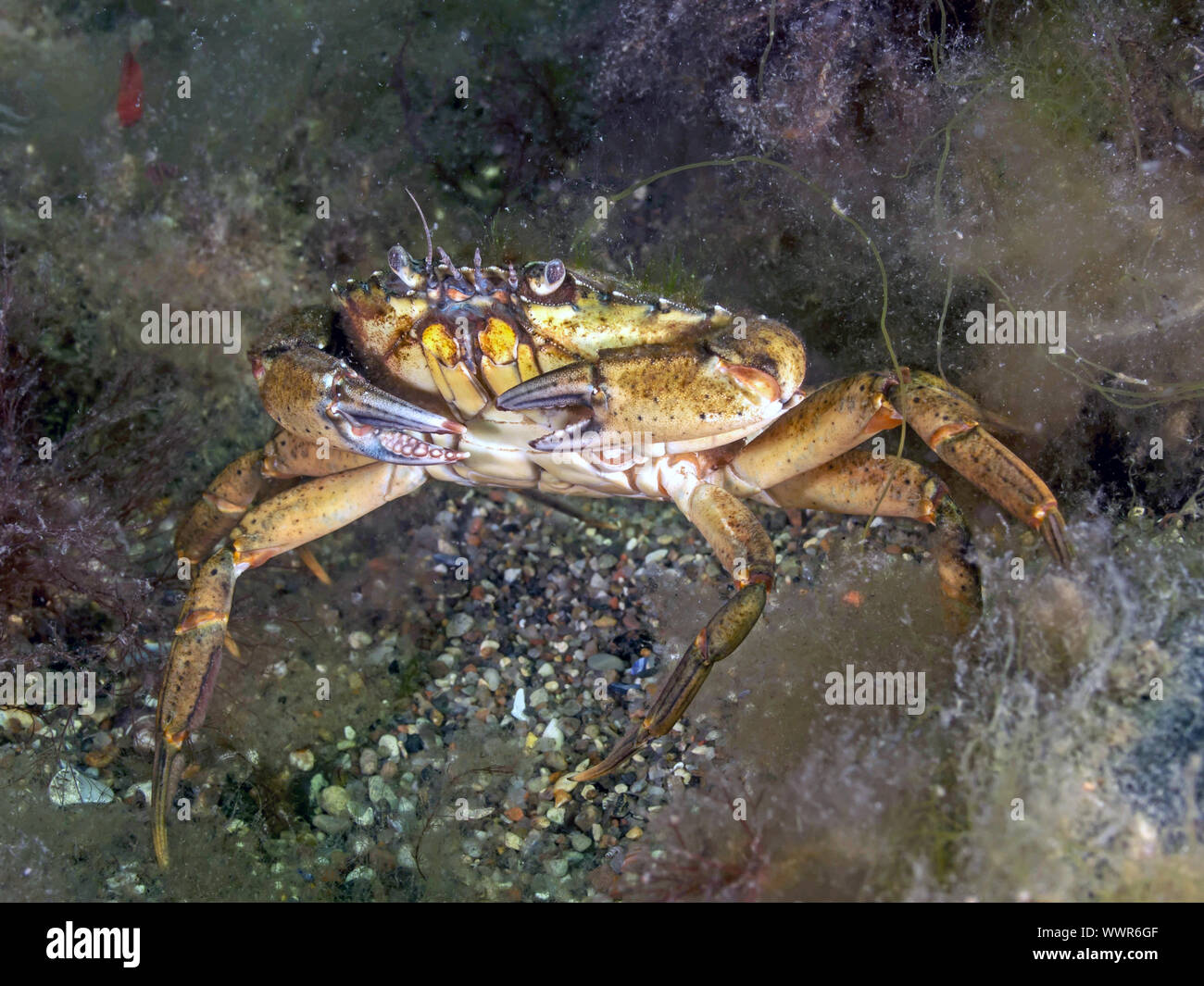Shore crab hi-res stock photography and images - Alamy