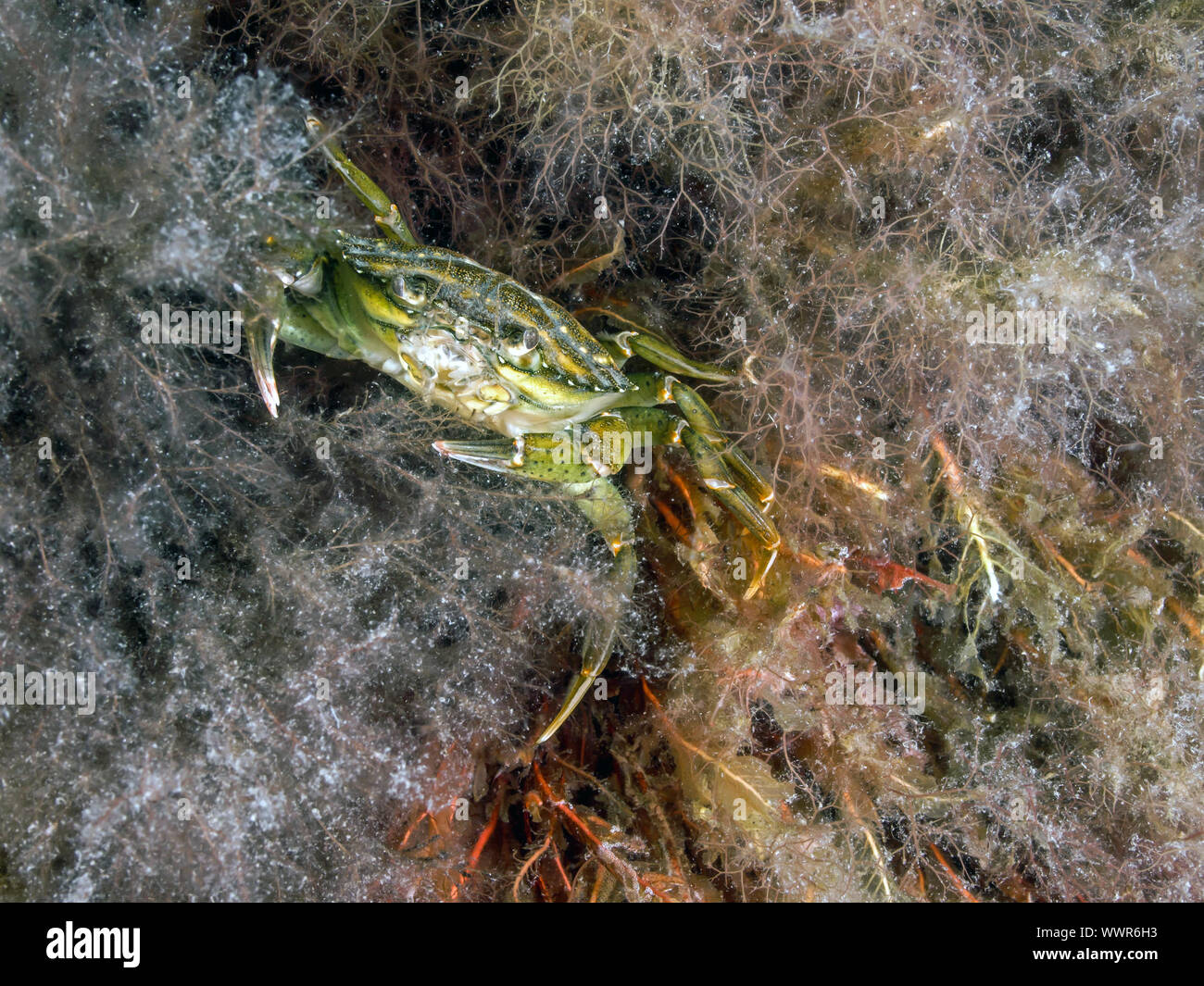 Shore crab hi-res stock photography and images - Alamy