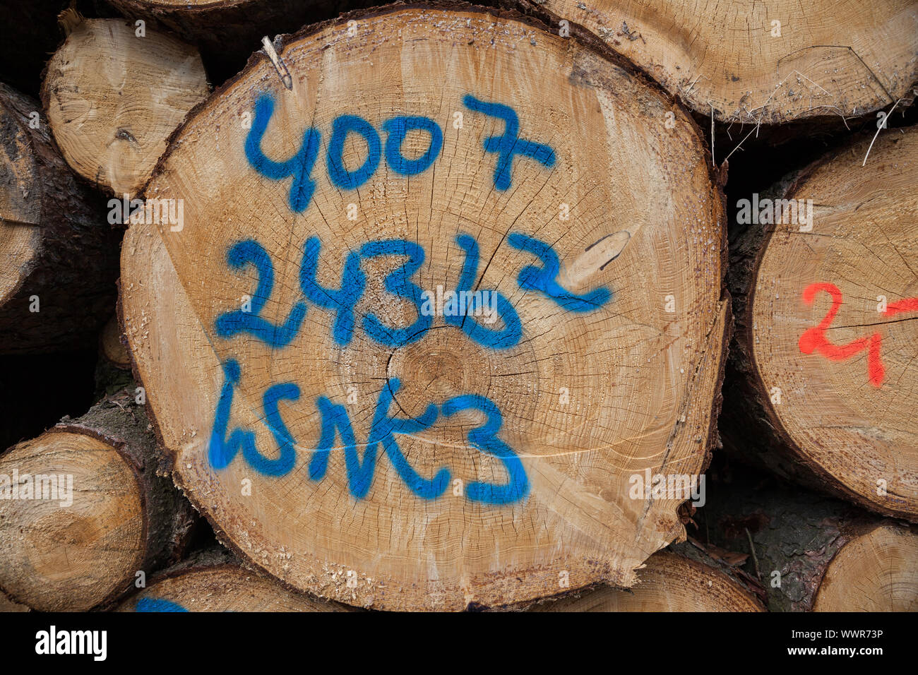 Wood pulp hi-res stock photography and images - Alamy