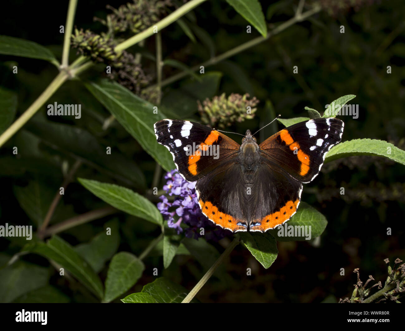 Red Admiral (Vanessa atalanta Stock Photo - Alamy