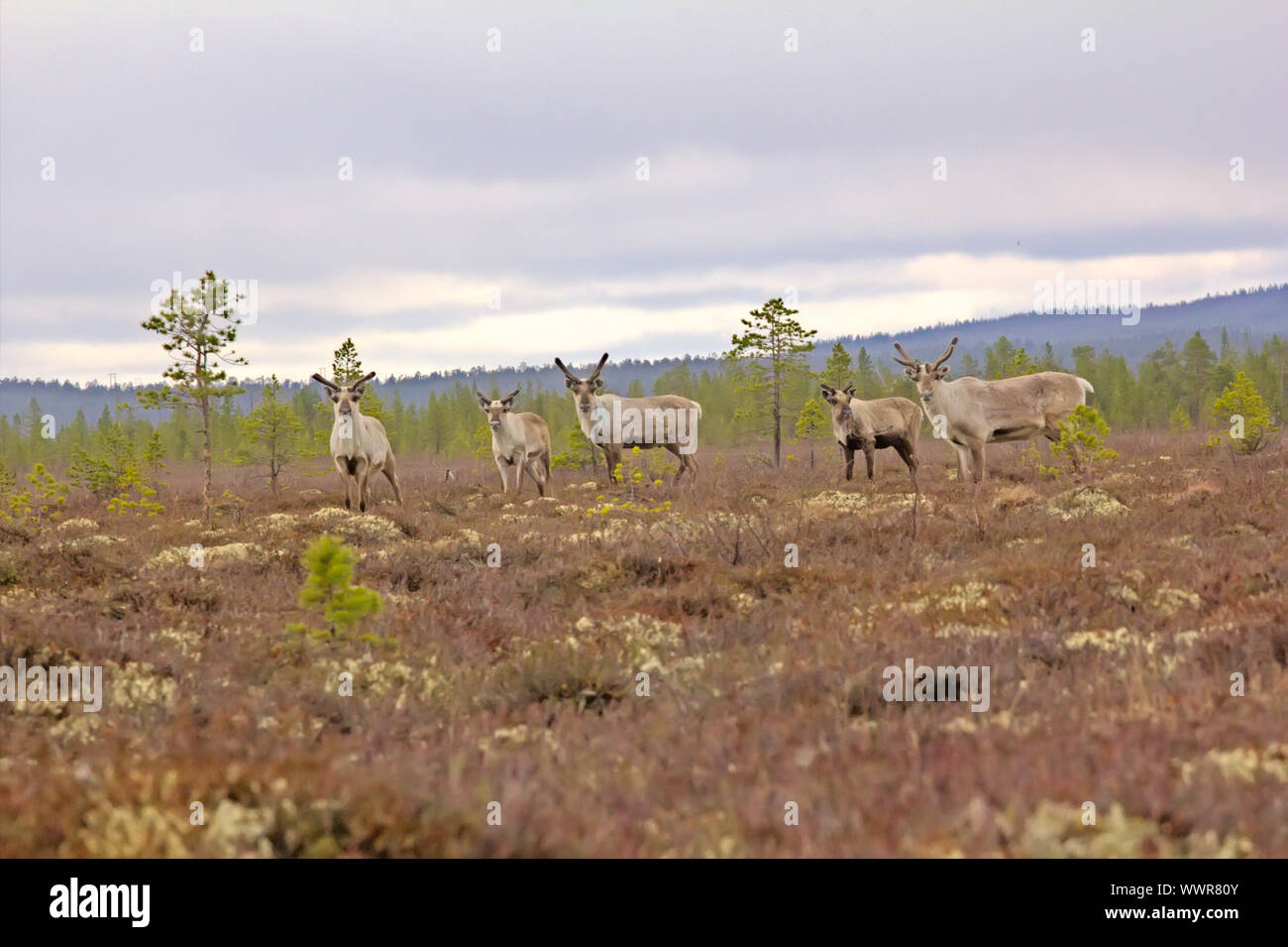 Reindeer attack hi-res stock photography and images - Alamy