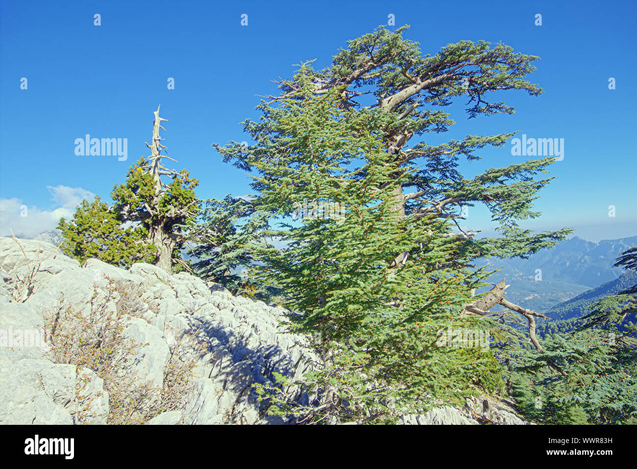 soothing mountain summer wonderful view Stock Photo - Alamy