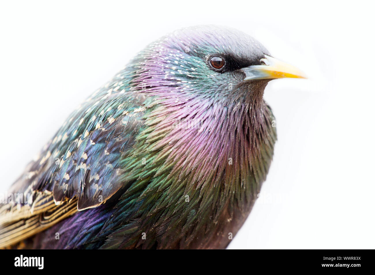 White starling hi-res stock photography and images - Alamy