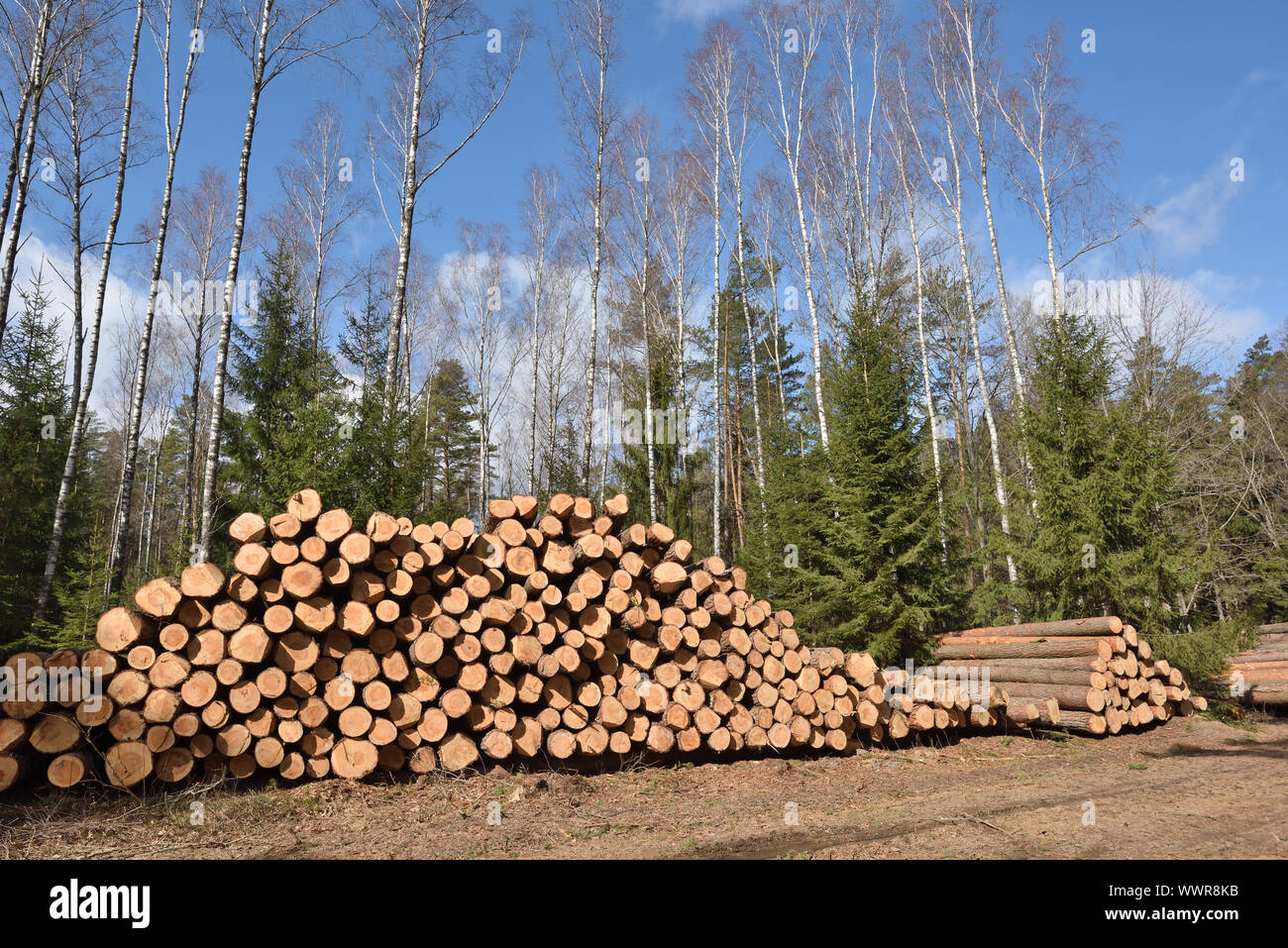 Timber industry. Cut tree trunks in the forest, Europe Stock Photo - Alamy