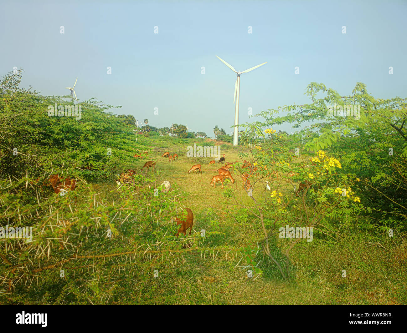 Colorful filming modern rustic idyll (pastoral) in India Wind farm ...