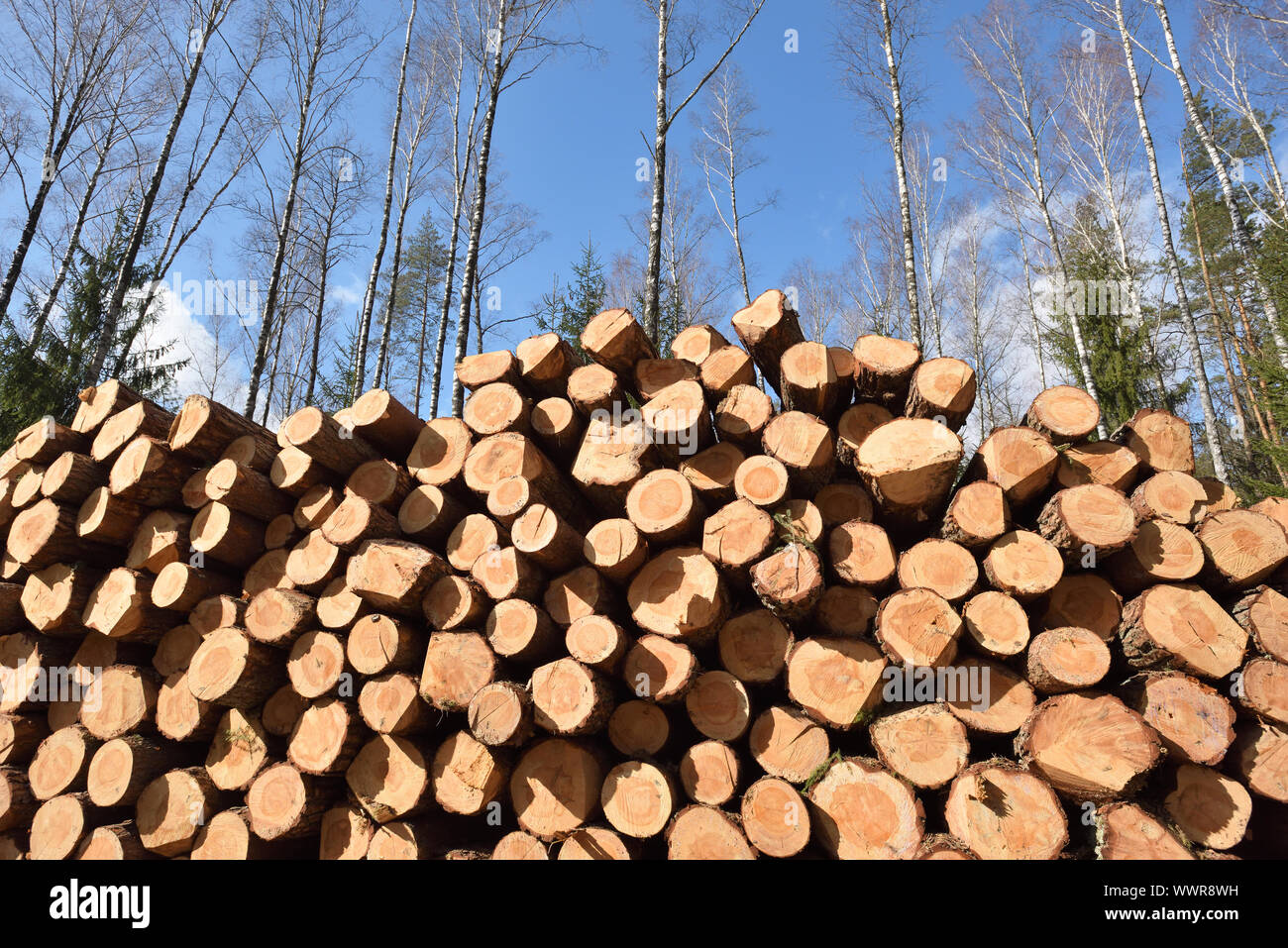 Timber industry. Cut tree trunks in the forest, Europe Stock Photo - Alamy