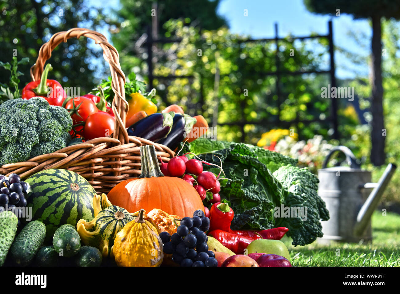 Variety of fresh organic vegetables and fruits in the garden. Balanced ...