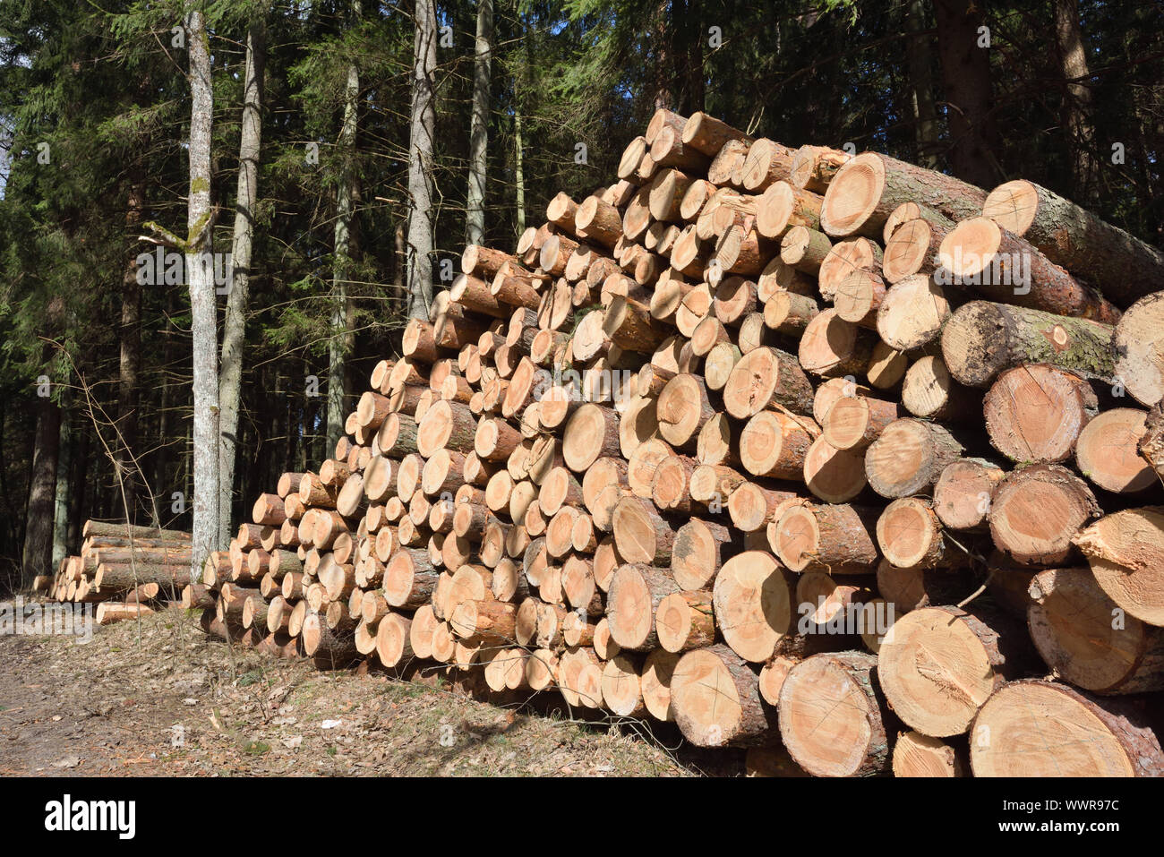 Timber industry. Cut tree trunks in the forest, Europe Stock Photo - Alamy