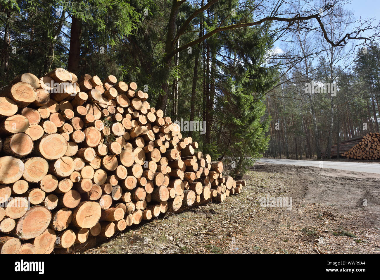 Wooden logs. Timber logging in autumn forest. Freshly cut pine tree ...
