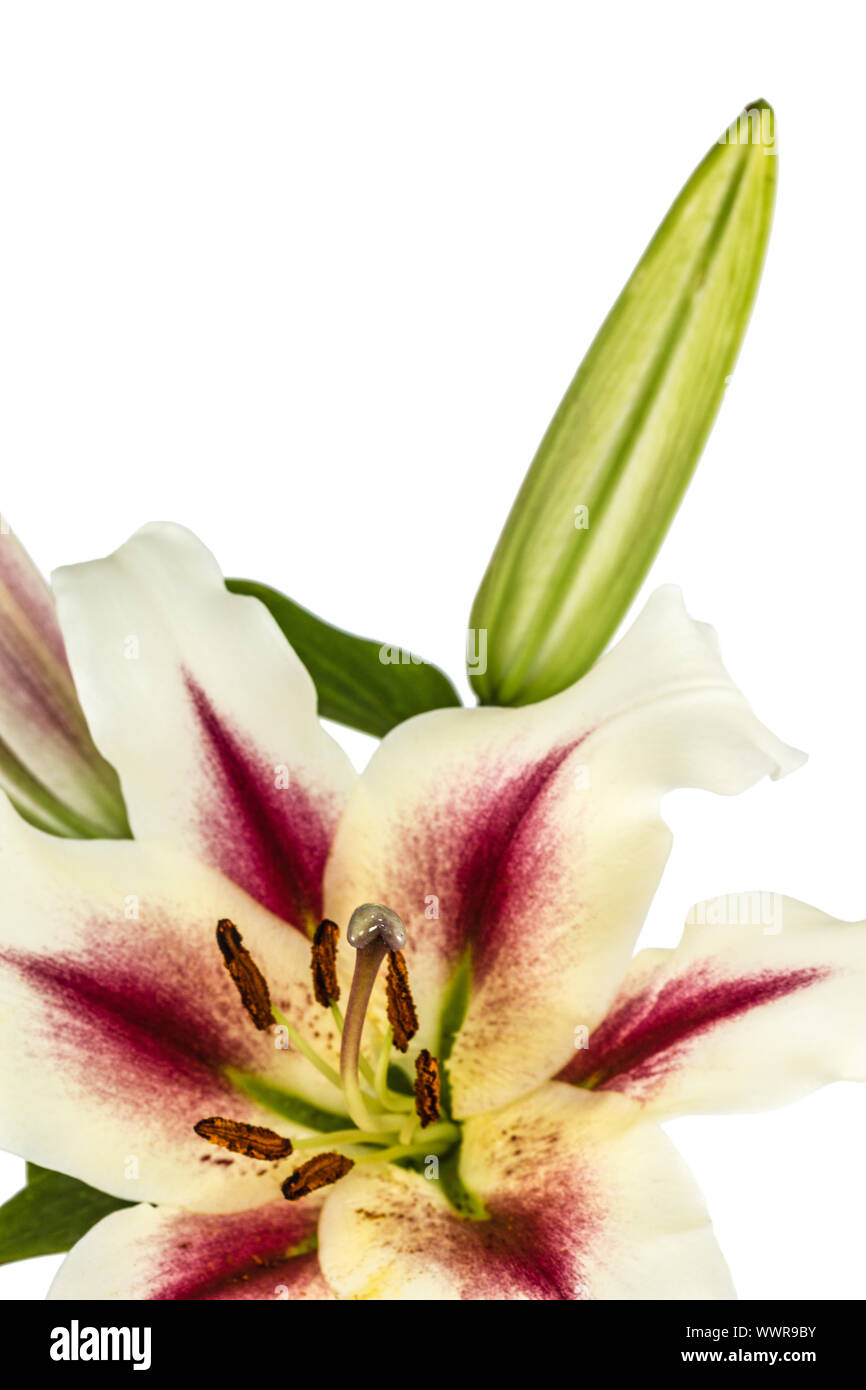 Flowers lily, lat. Lilium Oriental Hybrids, isolated on white ...