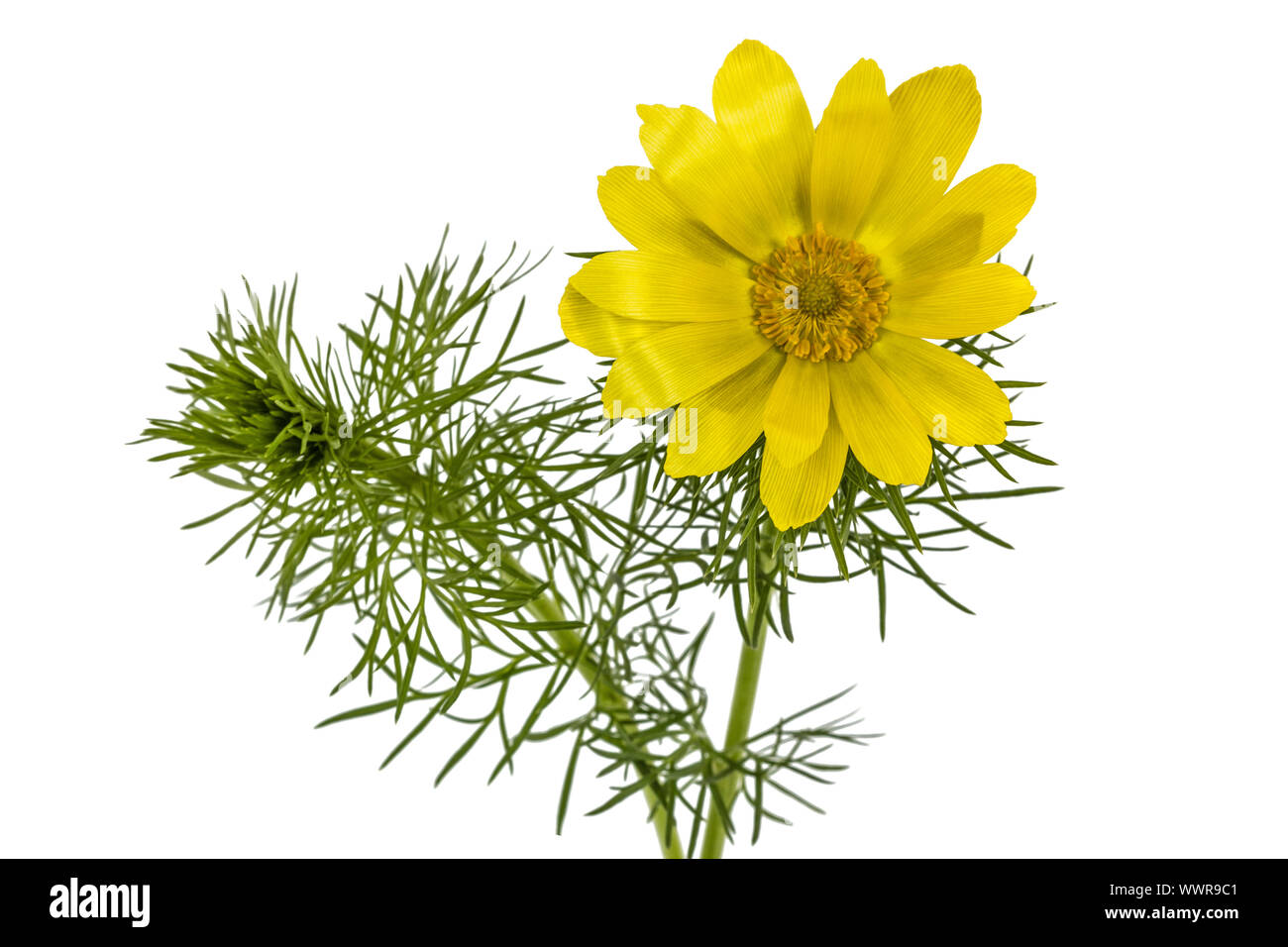 Adonis Flowers High Resolution Stock Photography and Images - Alamy