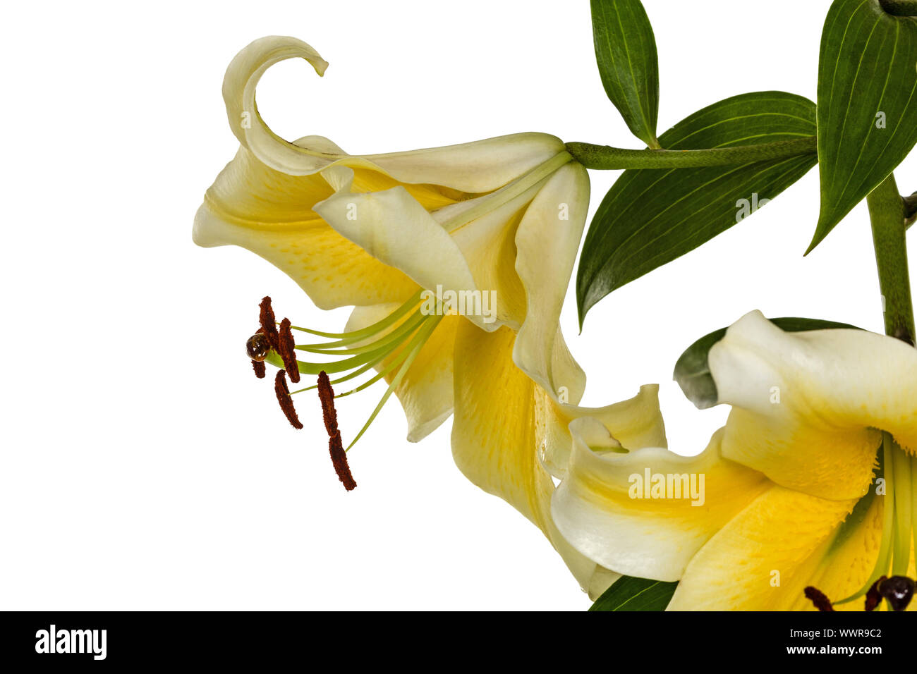 Flowers lily, lat. Lilium Oriental Hybrids, isolated on white ...