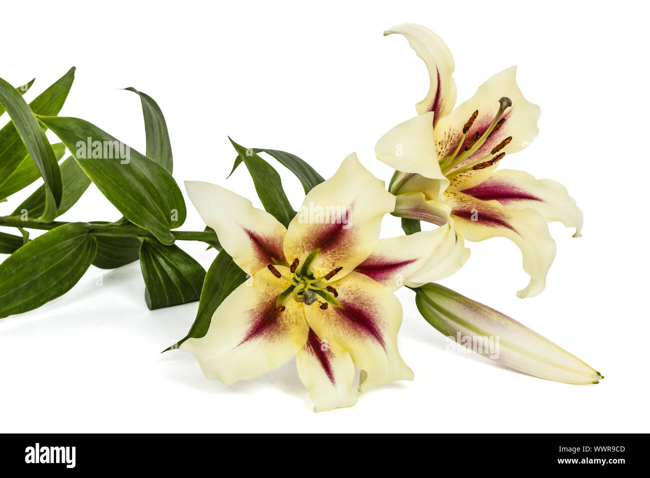 Flowers lily, lat. Lilium Oriental Hybrids, isolated on white ...