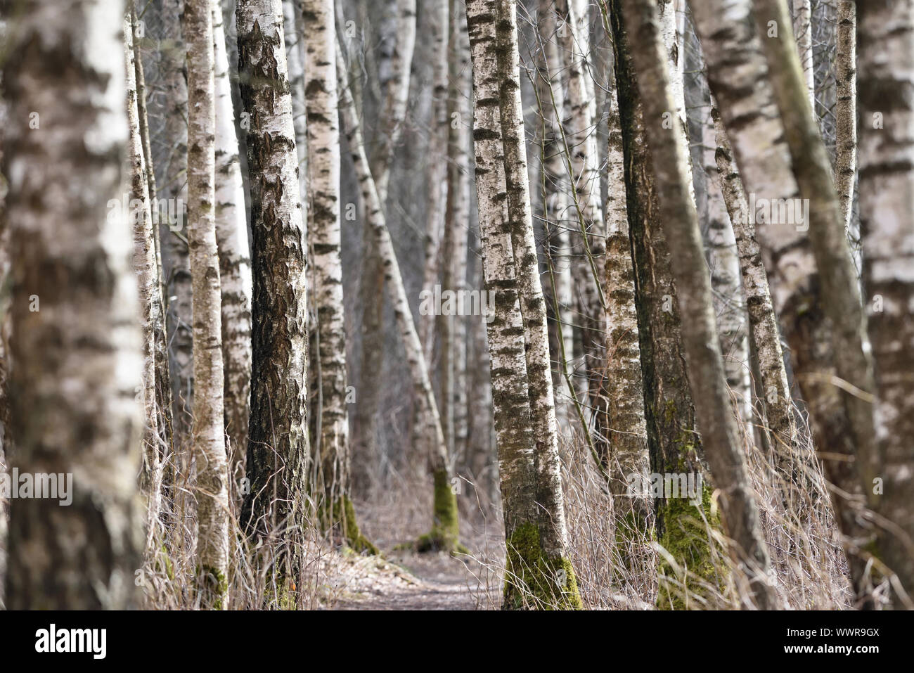 Birch trees forest at spring, Europe Stock Photo - Alamy