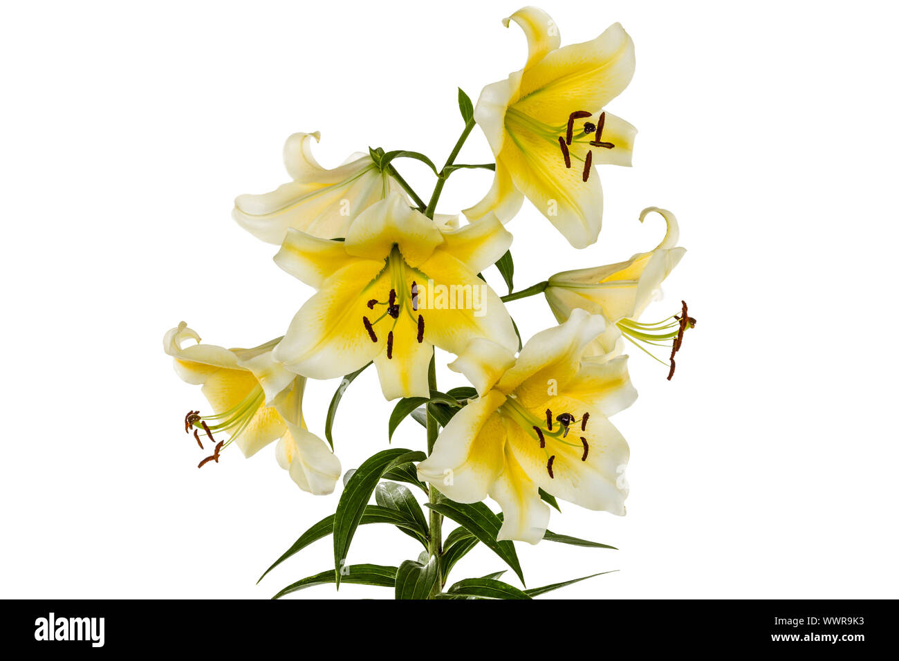 Flowers lily, lat. Lilium Oriental Hybrids, isolated on white ...