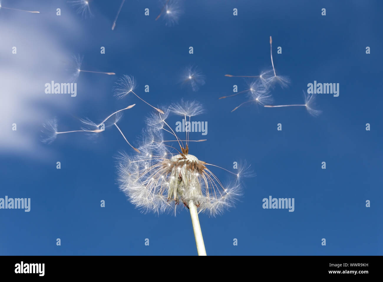 Flying seeds hi-res stock photography and images - Alamy