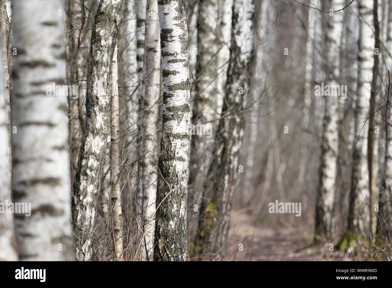 Birch forest background spring hi-res stock photography and images - Alamy