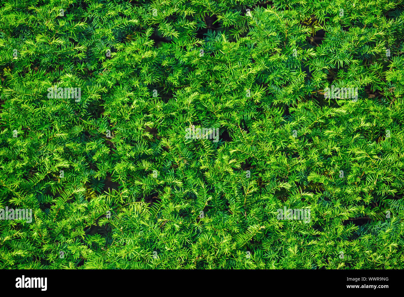 Close-up fragment of a coniferous green hedge Stock Photo - Alamy