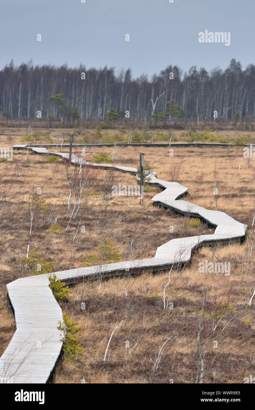 Bog in North Europe. Low nutrient bog has mainly stunted trees and moss ...