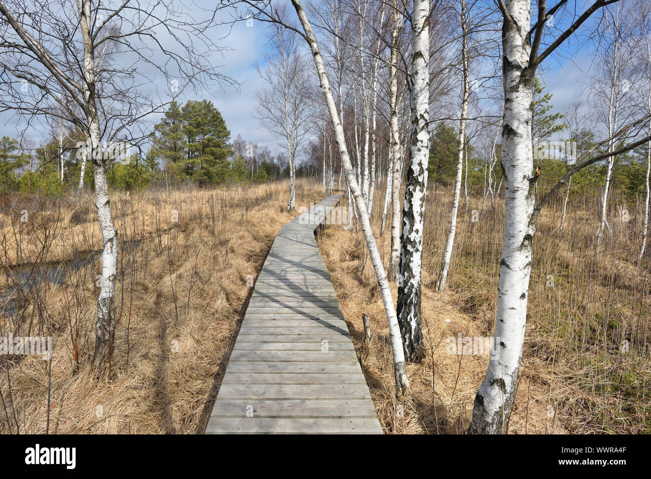 Bog in North Europe. Low nutrient bog has mainly stunted trees and moss ...