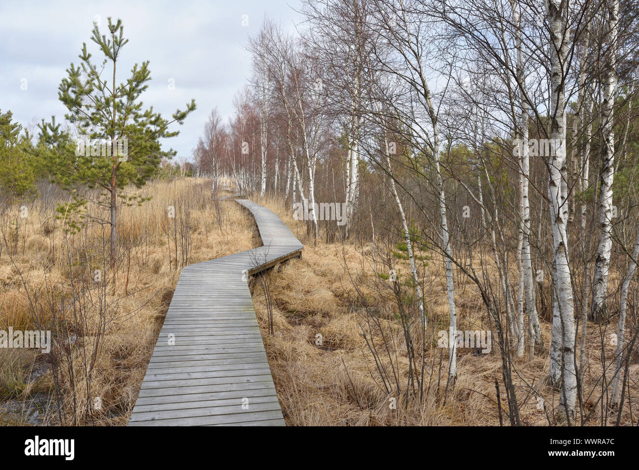 Bog in North Europe. Low nutrient bog has mainly stunted trees and moss ...