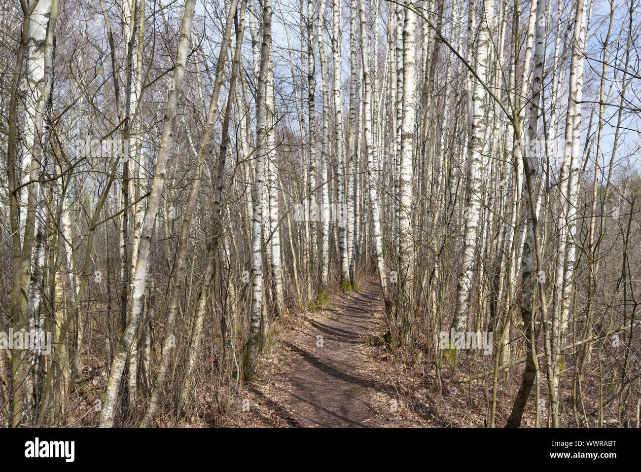 Birch trees forest at spring, Europe Stock Photo - Alamy