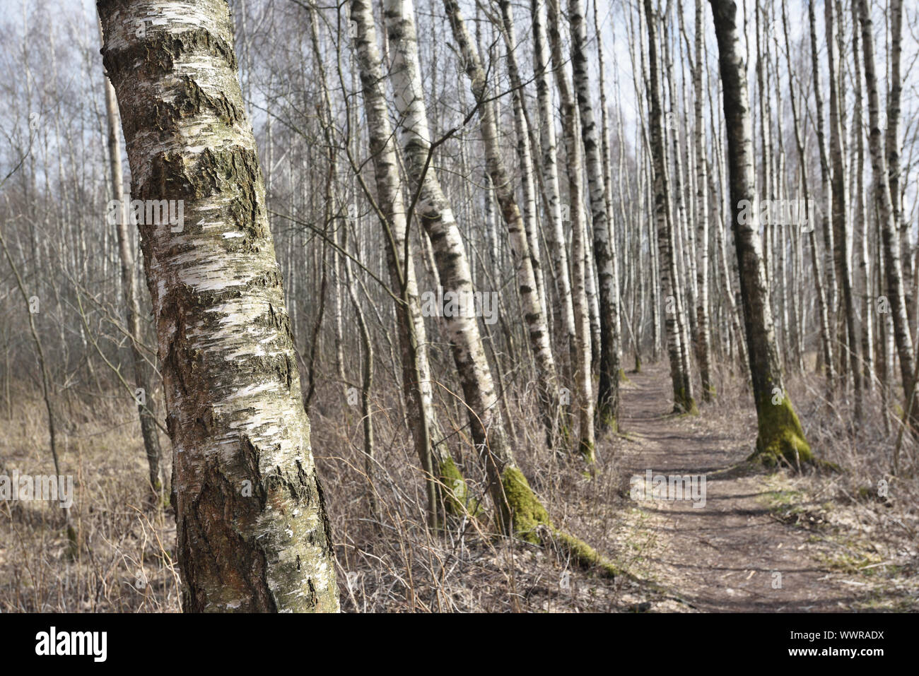 Birch trees forest at spring, Europe Stock Photo - Alamy