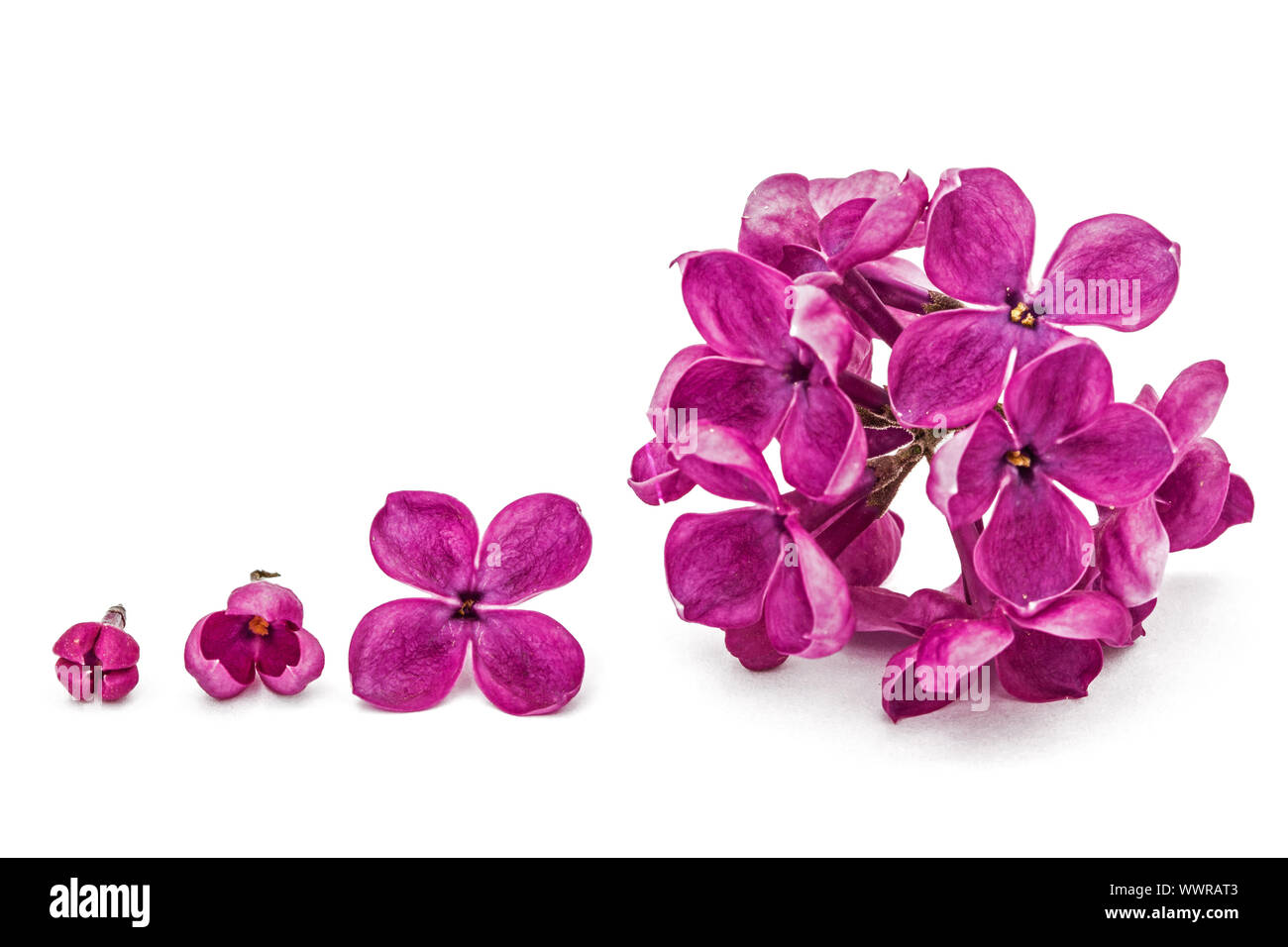 Gowth stages of flower lilac, Syringa vulgaris, isolated on white Stock ...