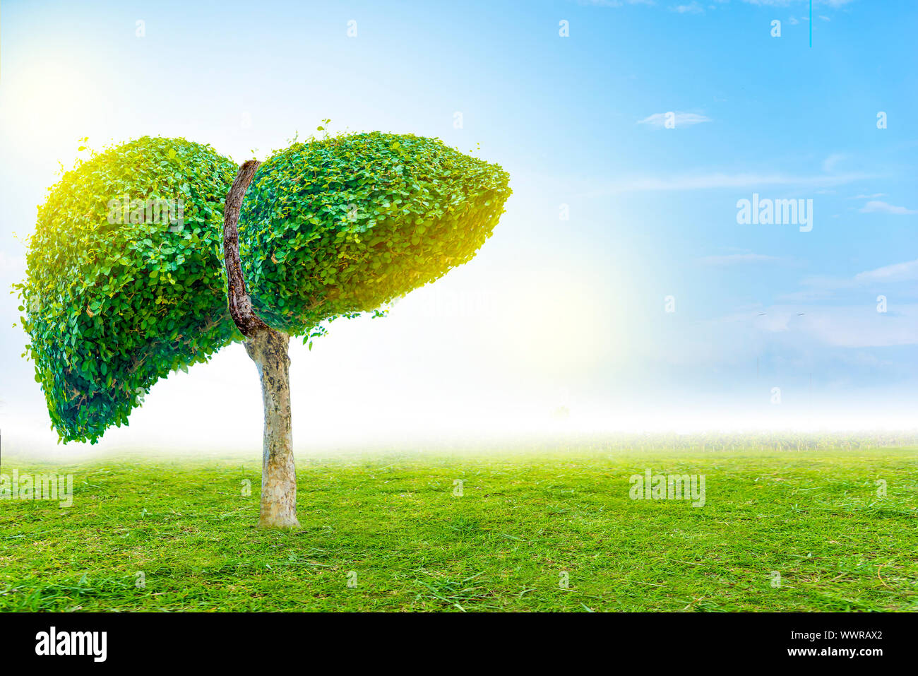 Realistic liver images are human green tree shapes about diseases and ...