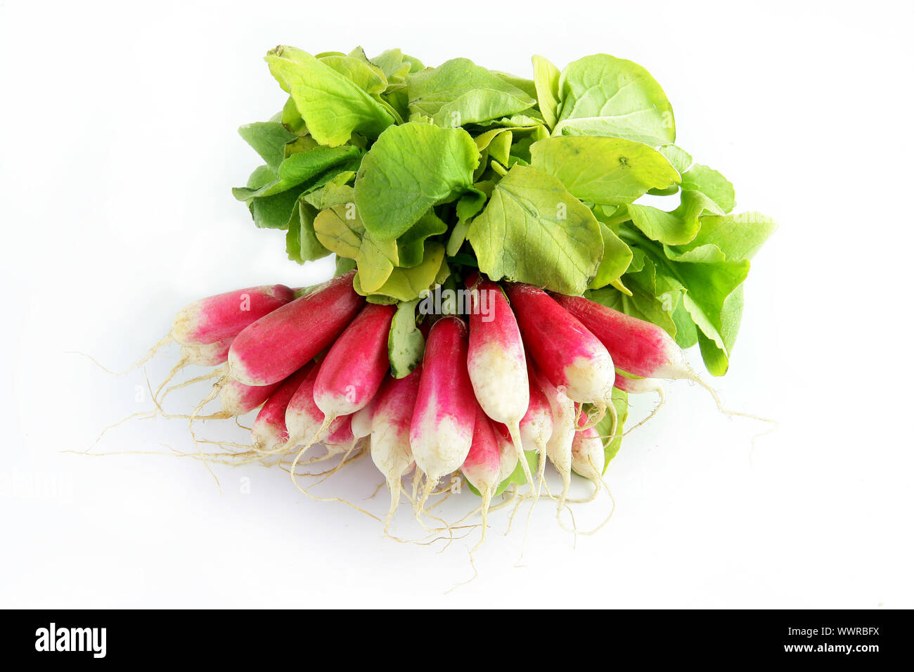Bunch of radishes Stock Photo - Alamy