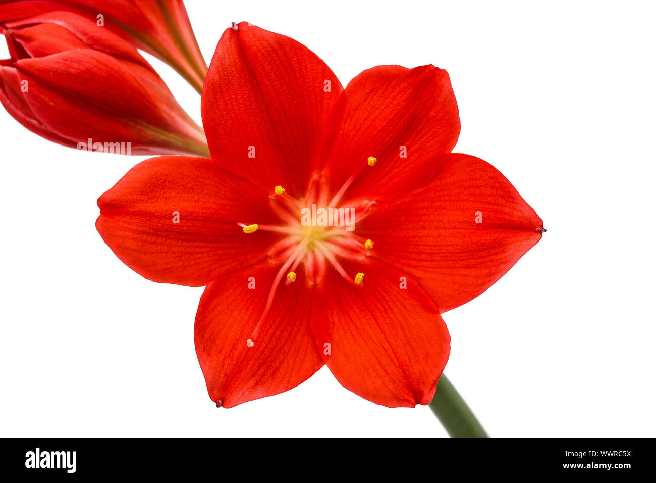 Red flower of Clivia, closeup, isolated on white background Stock Photo ...