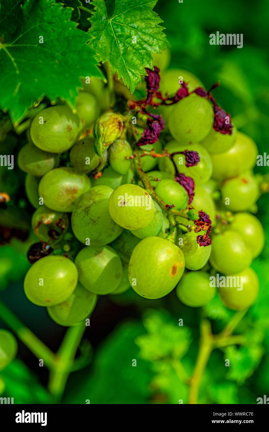 Bright grapes grow on a vine Stock Photo - Alamy