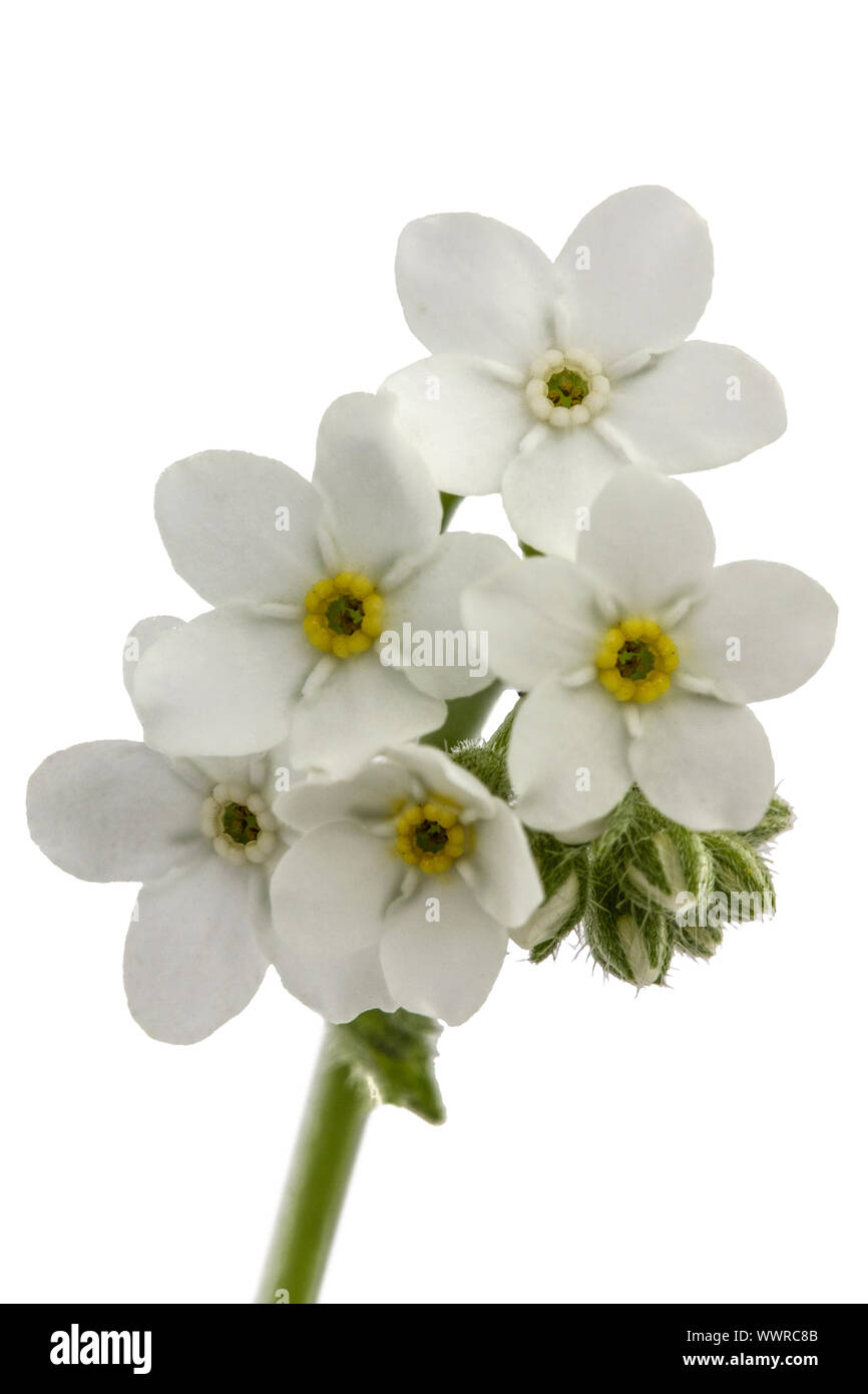 White flowers of Forget-me-not (Myosotis arvensis), isolated on white ...