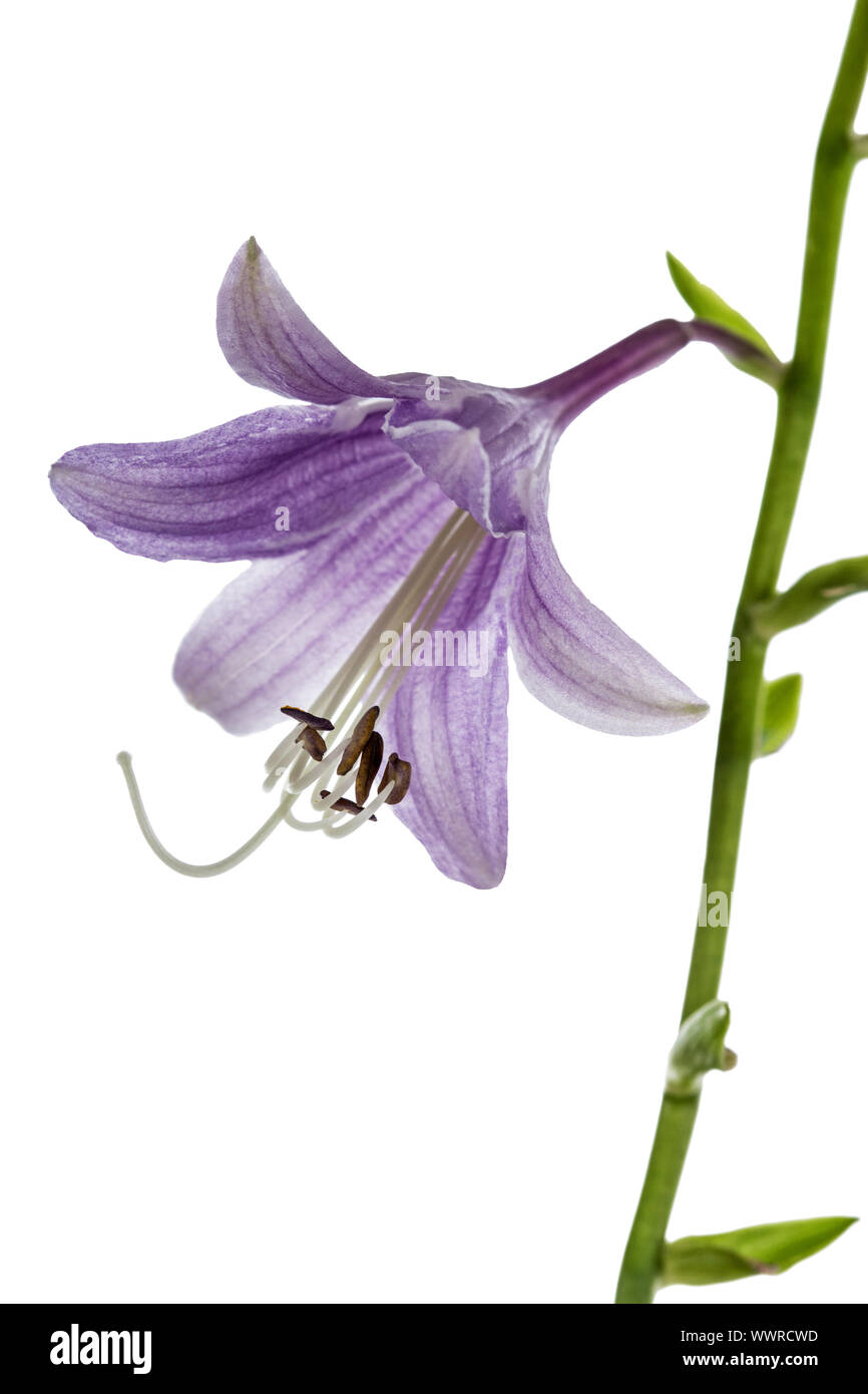 Purple Hosta High Resolution Stock Photography and Images - Alamy