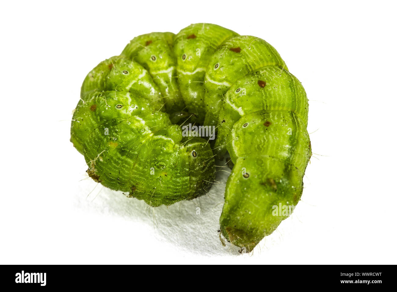 Fat caterpillar Cut Out Stock Images & Pictures - Alamy