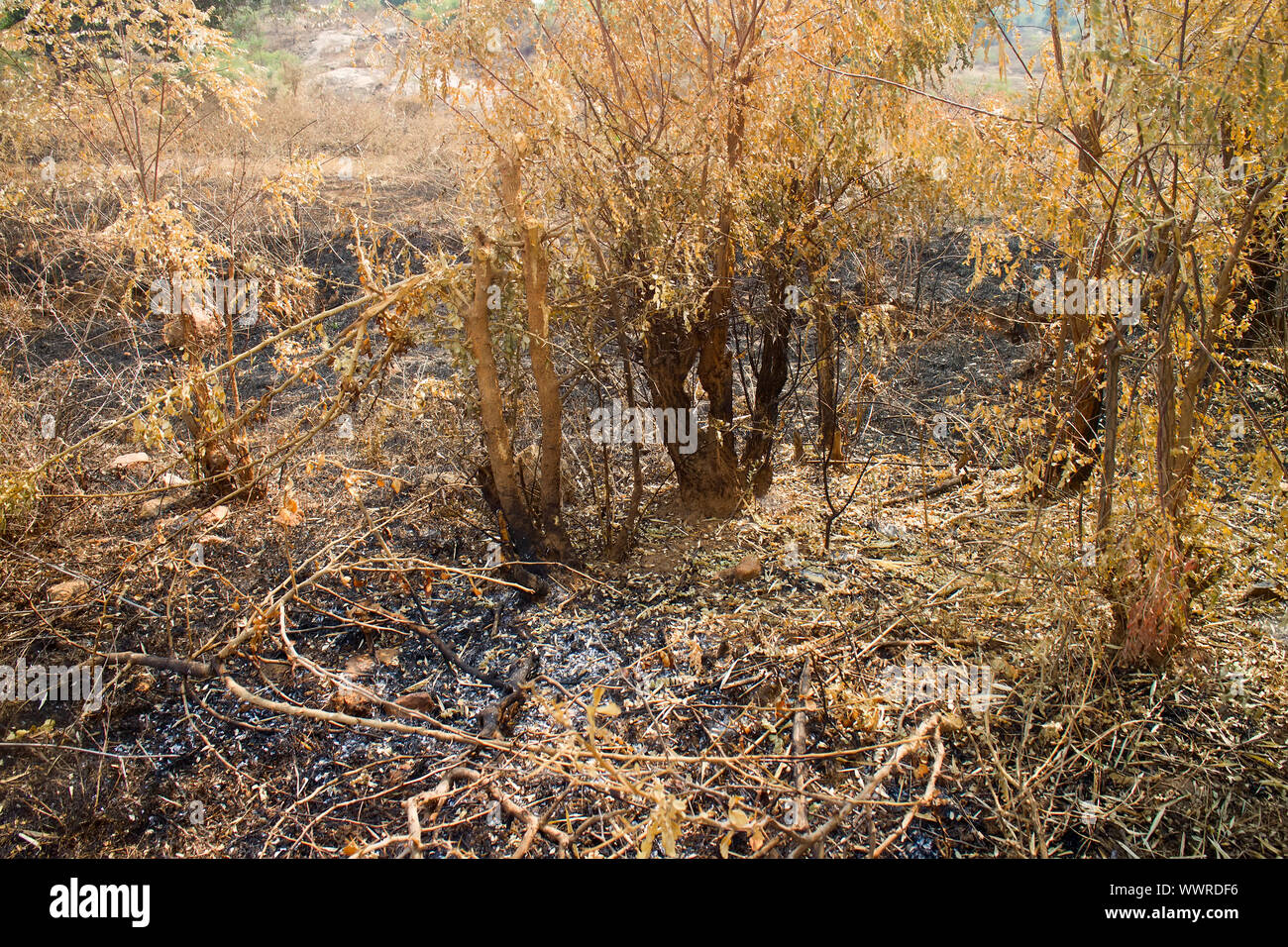 burn with fire ground in wild Stock Photo - Alamy