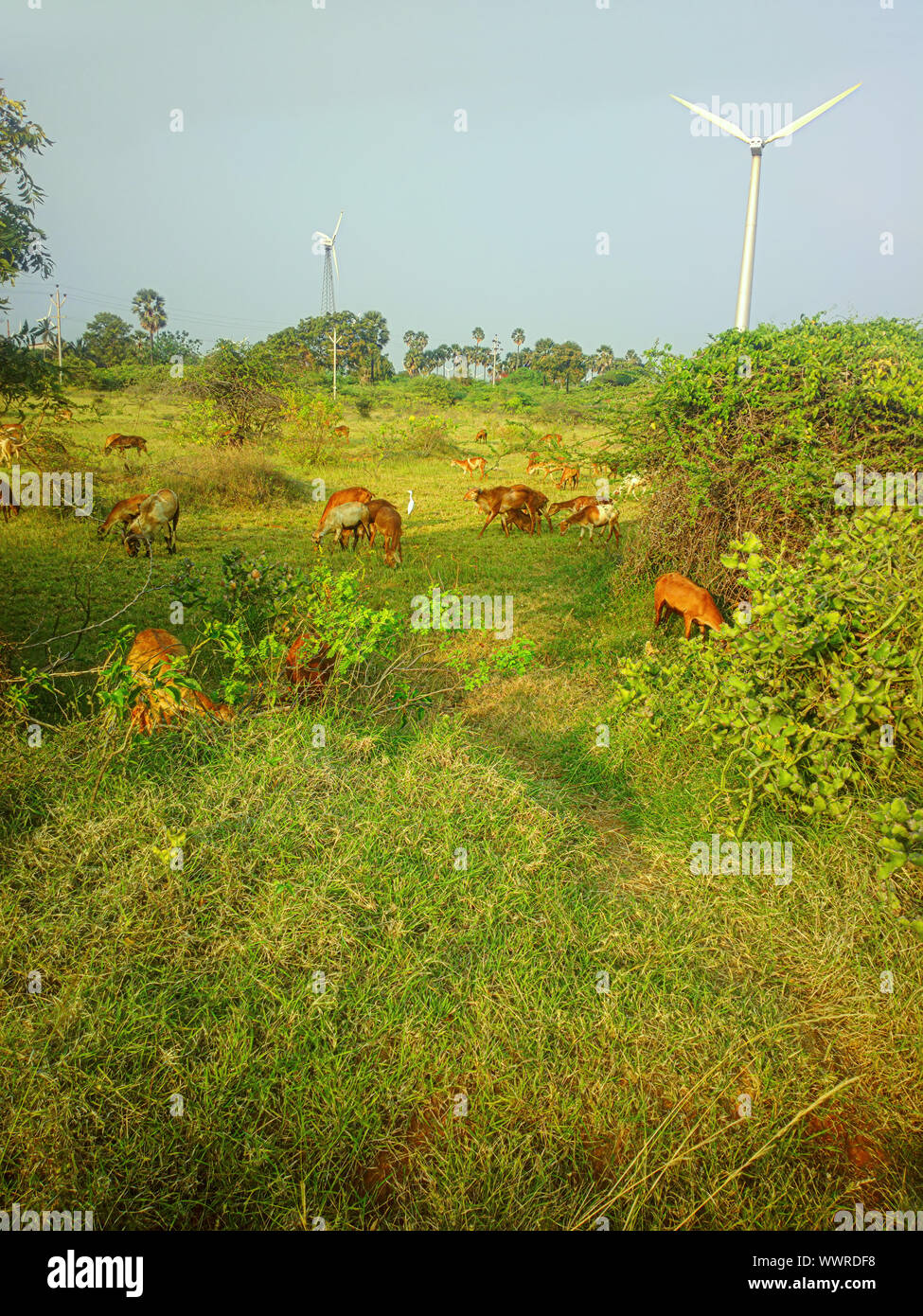 Hissar Sheep High Resolution Stock Photography and Images - Alamy