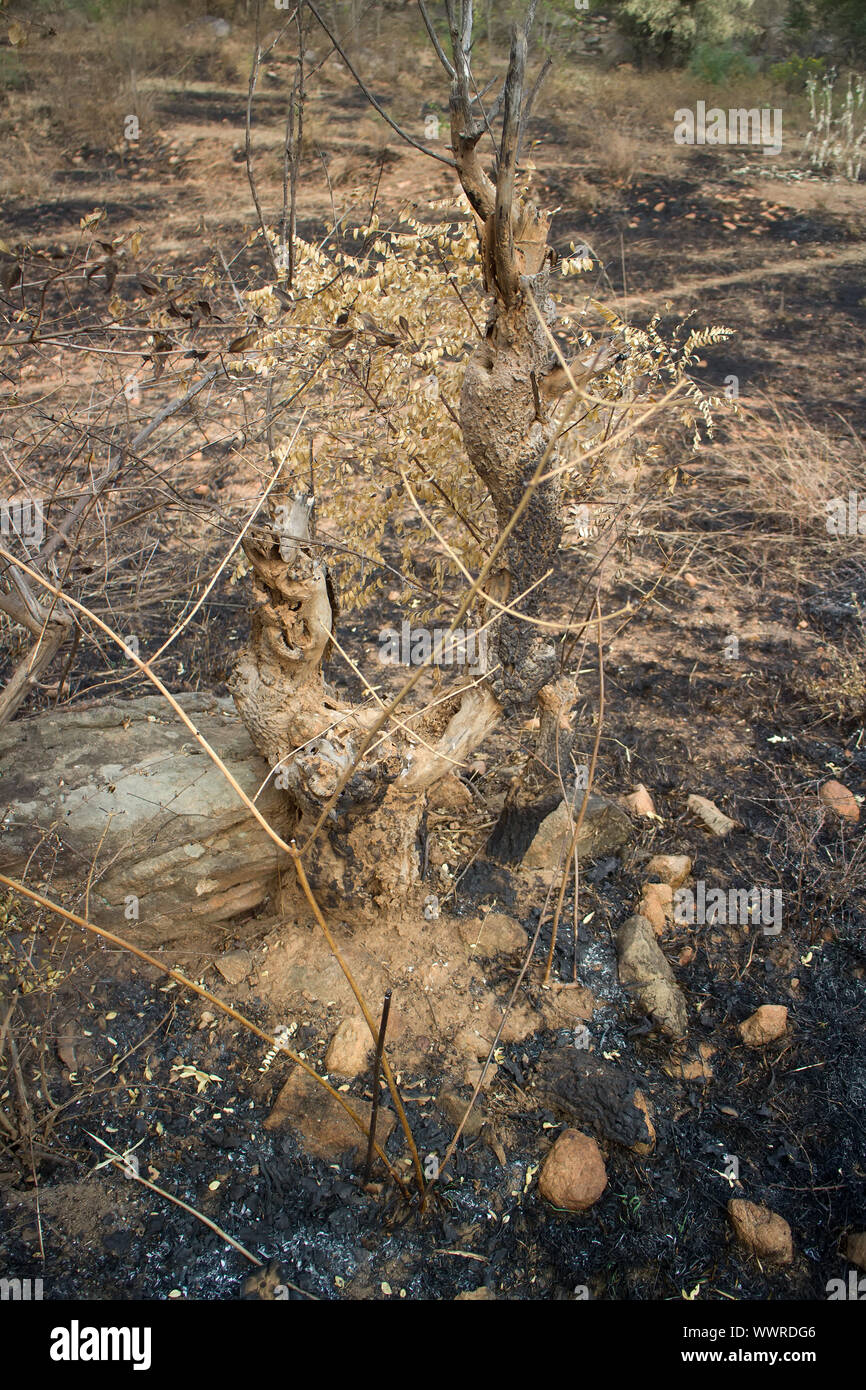 burn with fire ground in wild Stock Photo - Alamy