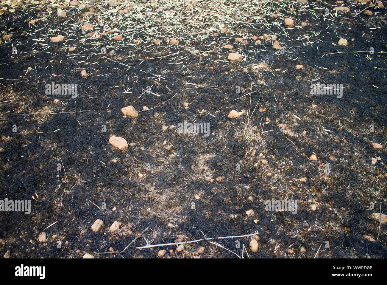 burn with fire ground in wild Stock Photo - Alamy
