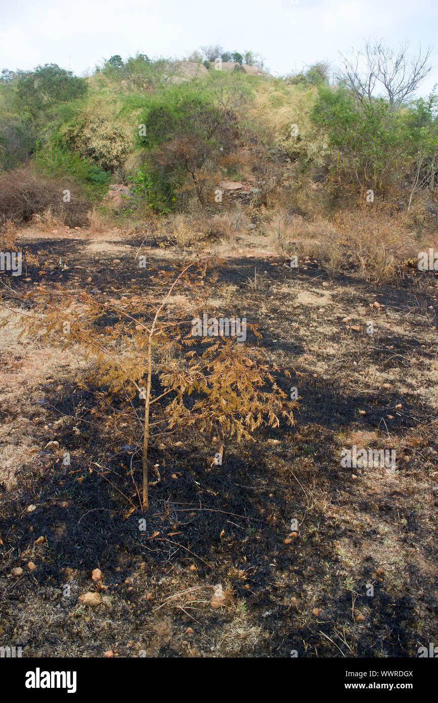 burn with fire ground in wild Stock Photo - Alamy