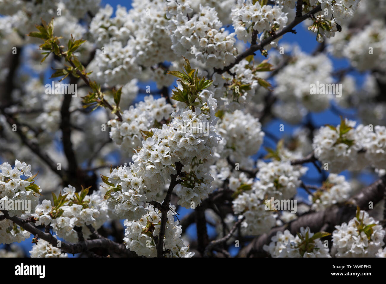 Blossom color hi-res stock photography and images - Alamy