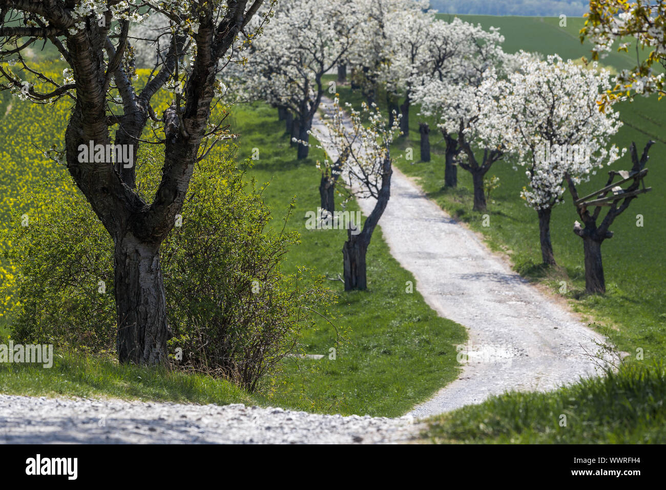 Field path with flowering fruit trees Stock Photo - Alamy