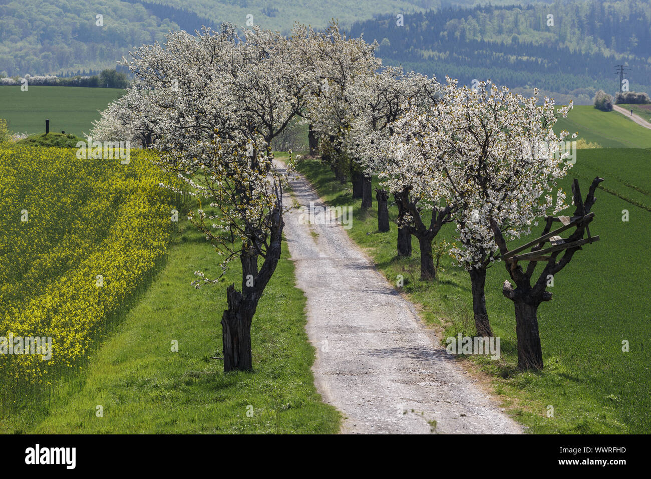Field path with flowering fruit trees Stock Photo - Alamy