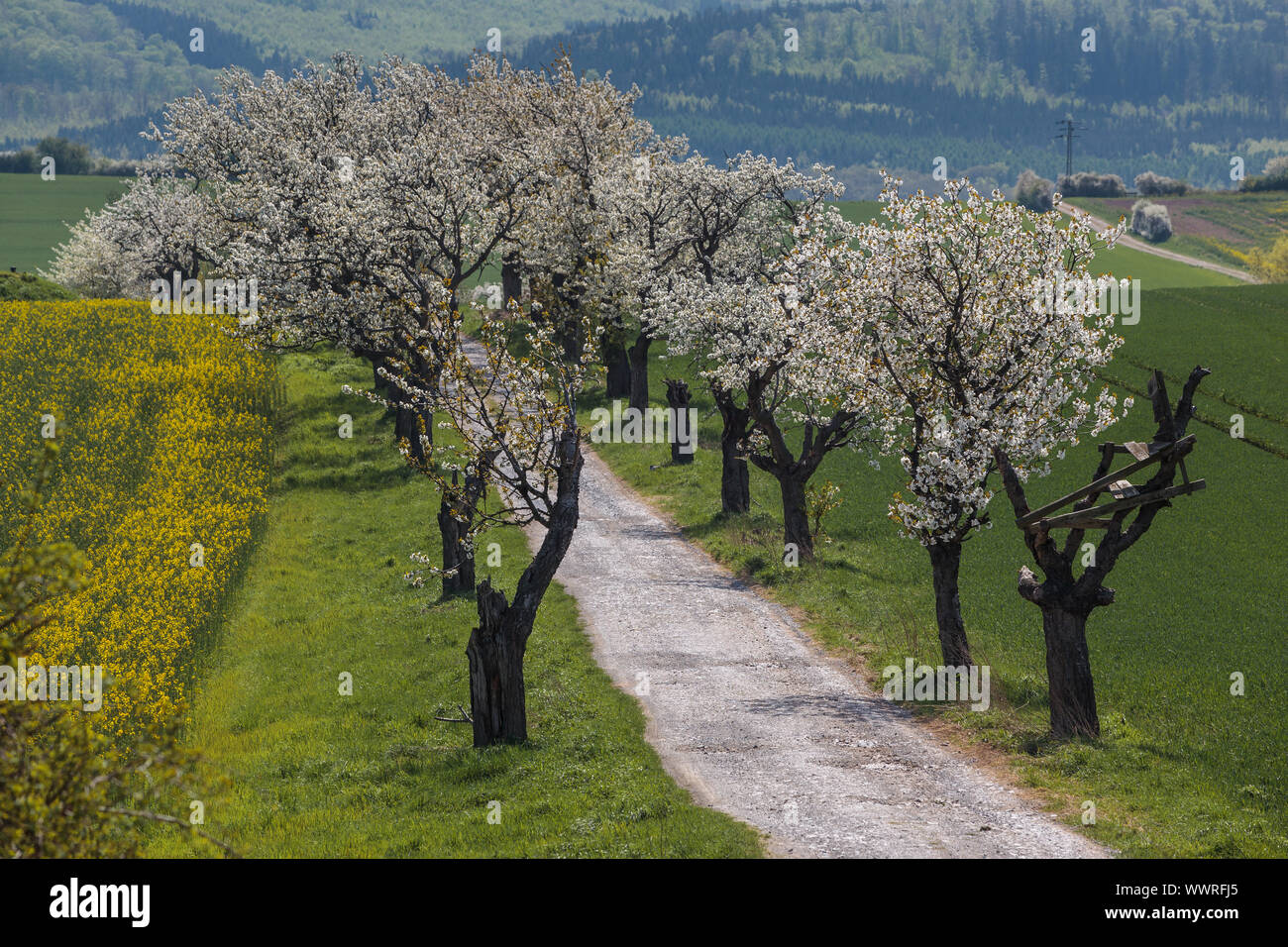 Field path with flowering fruit trees Stock Photo - Alamy