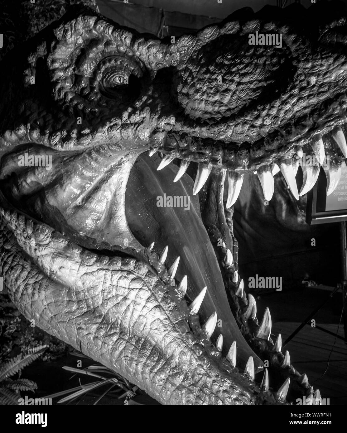 Sharp Teeth Dinosaur High Resolution Stock Photography and Images - Alamy