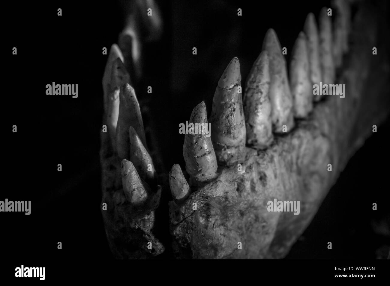 Tyrannosaurus rex dinosaur tusks, long, sharp teeth Stock Photo - Alamy