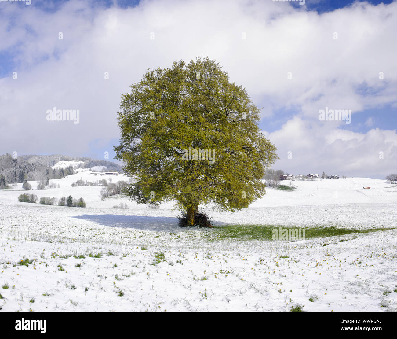Large beech trees in winter Stock Photo - Alamy