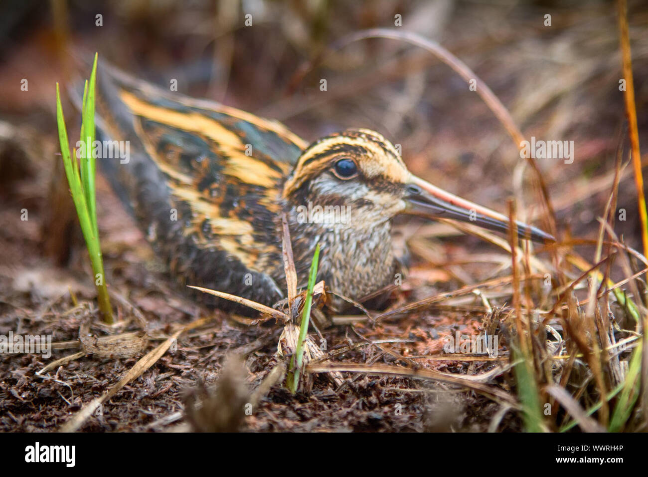 Jack snipe - very secretive marsh bird Stock Photo - Alamy