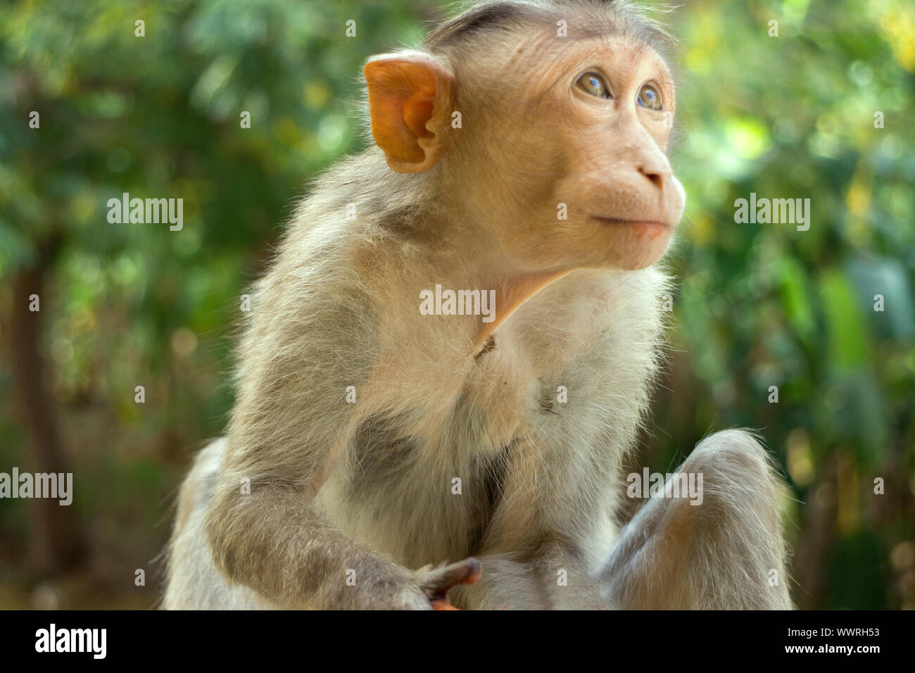 Bonnet macaques macaca radiata hi-res stock photography and images - Alamy