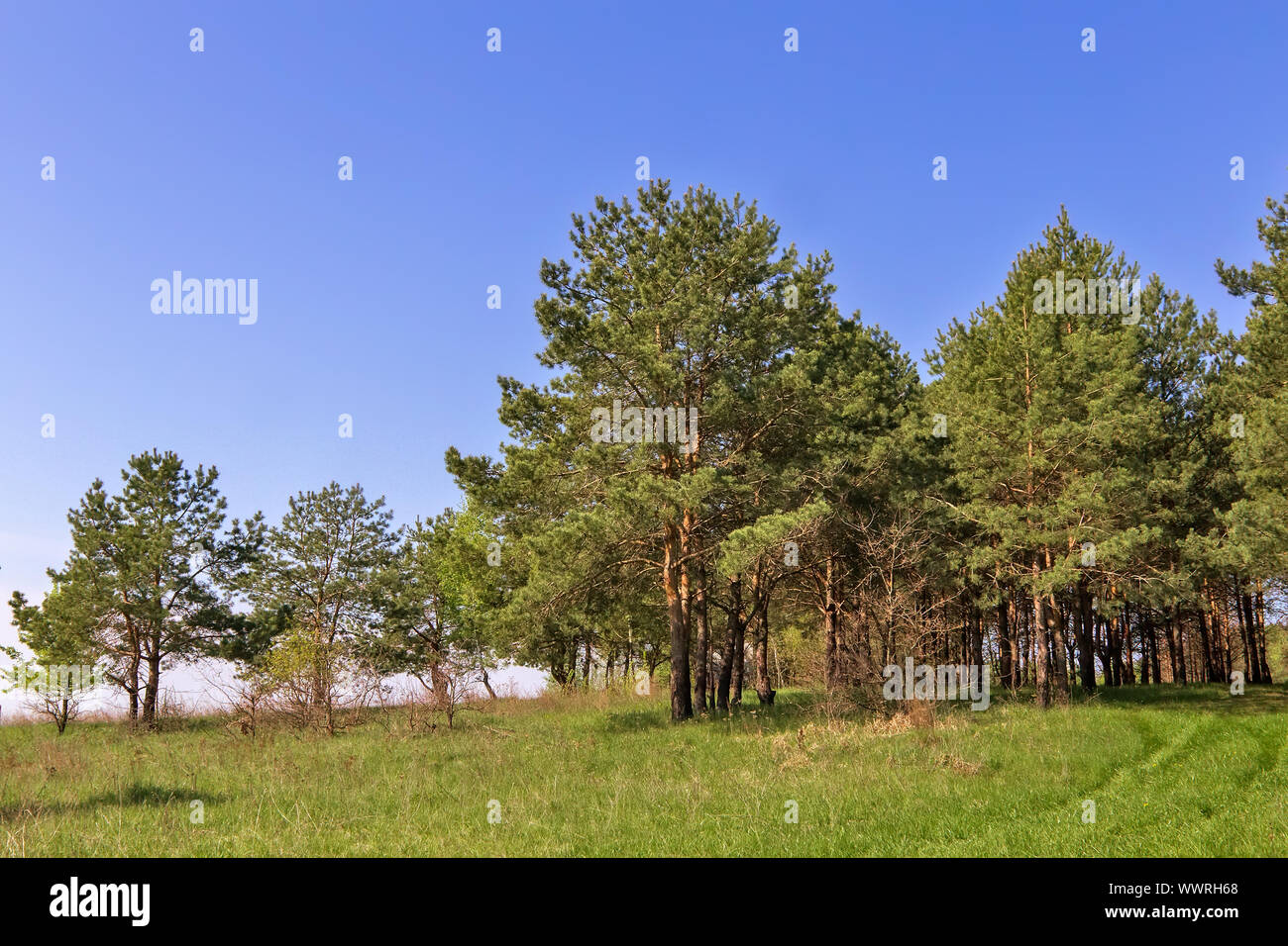 Forest edges hi-res stock photography and images - Alamy